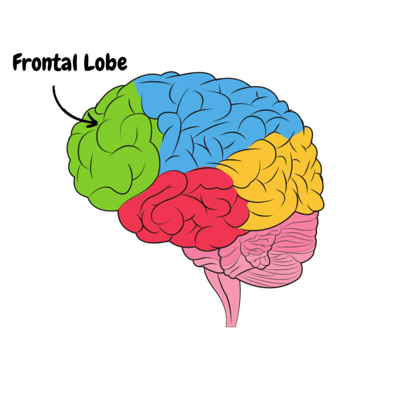 Frontal Lobe (2) | Healthy Within